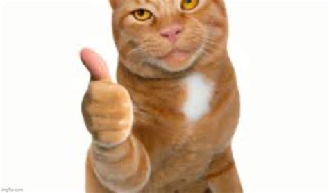 Cat Thumbs Up Imgflip