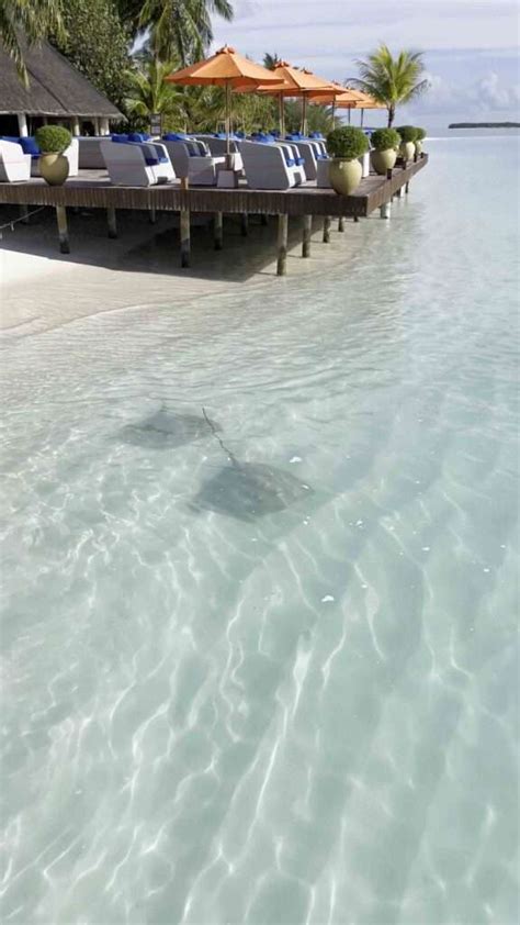 Man Feeds Stingrays In Shallow Sea Waters Of The Maldives