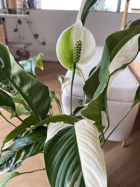 Even The Flower And Spadix Are Variegated R Houseplants