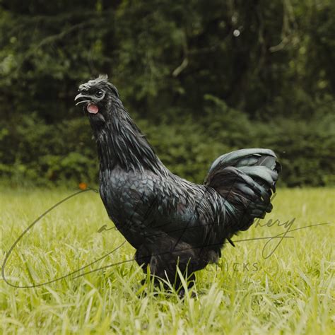 Crazy Cackle Zombie Chicken Cackle Hatchery
