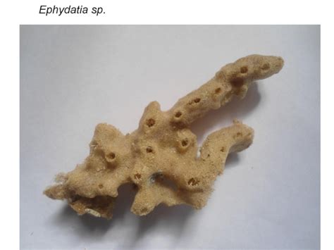 Особенности организации представителей типов Calcispongiae и Demospongiae