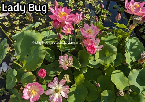 Lady Bug Dwarf Red Water Lotus Aka Ladybug Nelumbo Cultivar