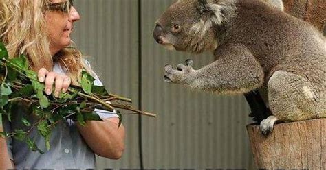 Obviously A Panda Imgur