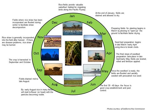 About California Rice Agronomy