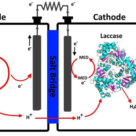 Bikaverin Cyclic Voltammetry Redox Peaks Download Scientific Diagram