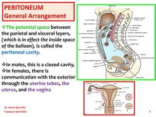 Peritoneum Structure Components Ligaments Pdf
