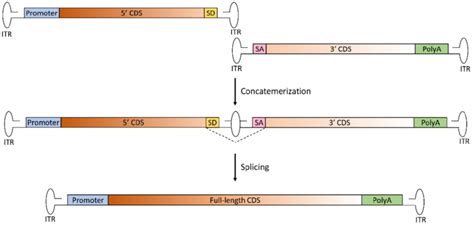 Gene Trans Splicing Diagram Trapani 2019 Download Scientific Diagram