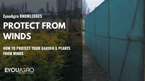 How To Protect Your Garden And Plants From Winds Eyouagro