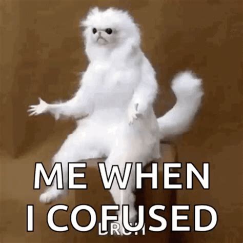 Cat Meme Im Confused 