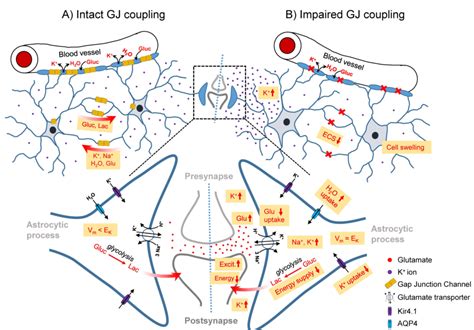 Role Of Impaired Astrocyte Gap Junction Coupling In Epilepto Genesis