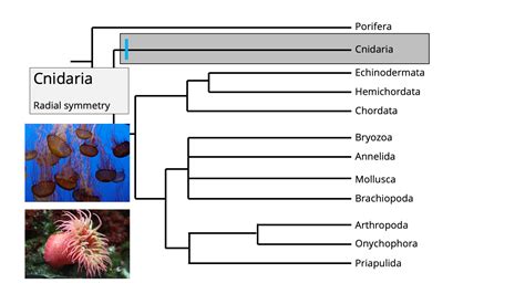 Animal Phylogeny Digital Atlas Of Ancient Life