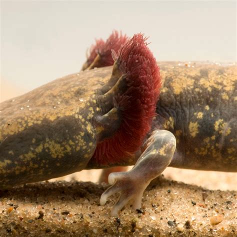 Do Mudpuppies Have Teeth