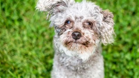 Moment Man Reunites With Beloved Poodle Mix Missing For 10 Years Is