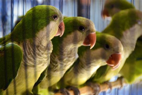 Everything You Wanted To Know About Quaker Parrot Colors World Parrot