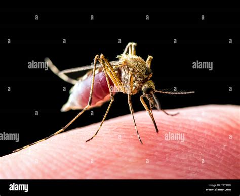 Yellow Fever Malaria Or Zika Virus Infected Mosquito Insect Bite
