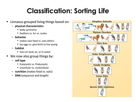 Classification Ppt