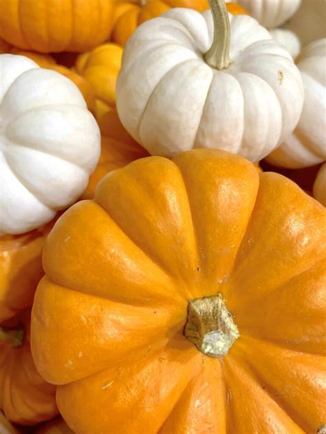 Gopher Resistant Plants Sloat Garden Center