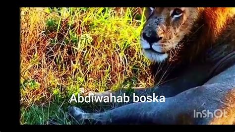 Layaabka Dunida Libaax Lugtalaga Goyay Youtube