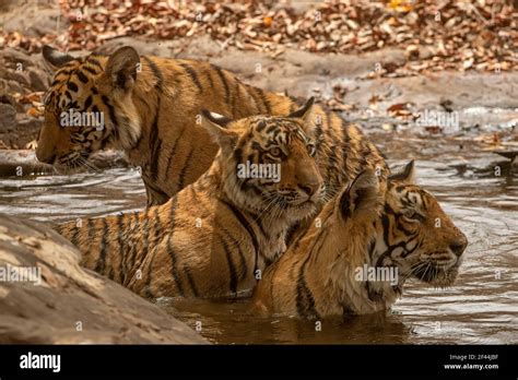 Three Royal Bengal Tigers Sitting Waterhole Ranthambore National Park
