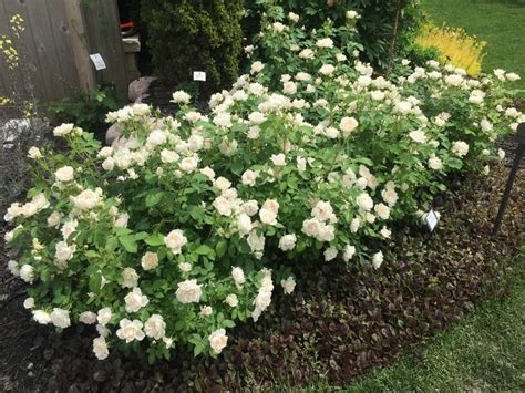 Icecap Rose Photo Icecap Rose Grey Pearl Rose Bush Iceberg Rose Shrub