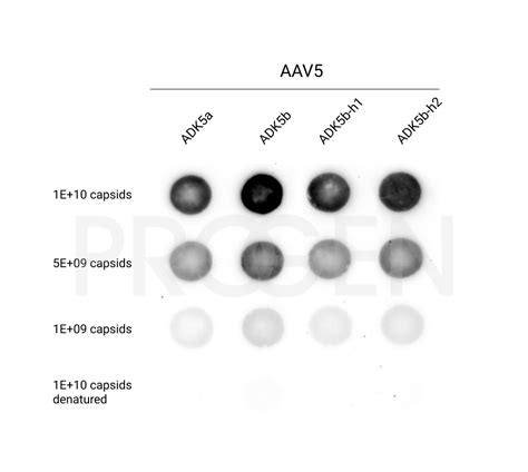 Anti Aav5 Human Chimeric Adk5b H1 1 Ml 50 µgml 692349