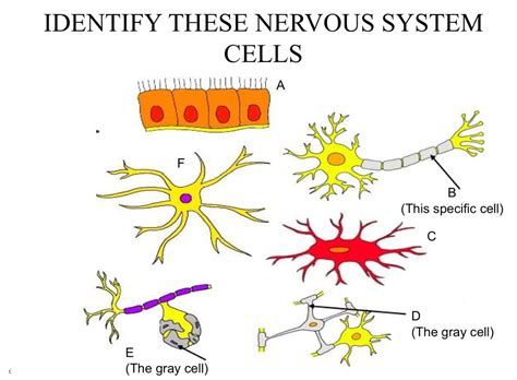 Identify These Nervous System Cells Diagram Quizlet