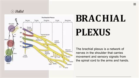 Brachial Plexus Diagram Brachial Plexus Brachial Physical Therapy