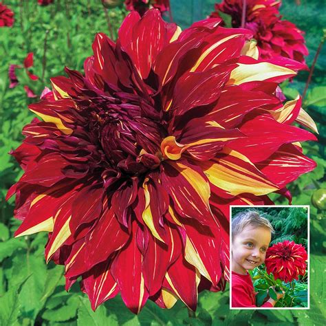 Giant Dinnerplate Dahlia Bohemian Spartacus Dutch Bulbs