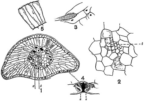 Fossil Plants Volume 1 By A C Seward—a Project Gutenberg Ebook