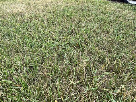 Help Me Identify A Weird Grass That Tenacity Does Not Touch Rlawncare