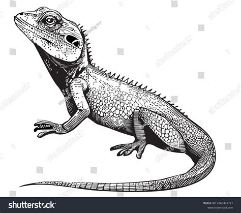 Sitting Lizard Hand Drawn Sketch Vector Stock Vector Royalty Free