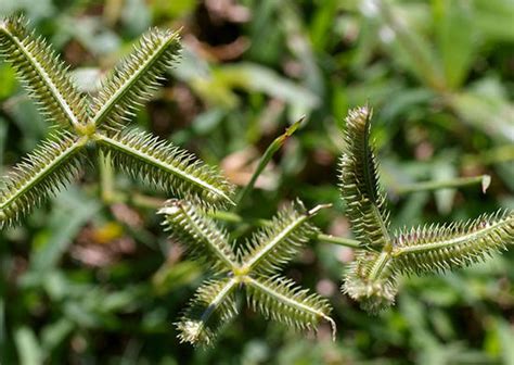 Lm Grass Berea Grass Grass Africa