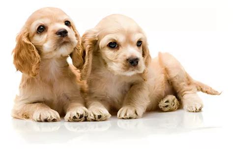 Cachorras Cocker Spaniel Ingles Disponibles Perros Cali Cuotas Sin Interés