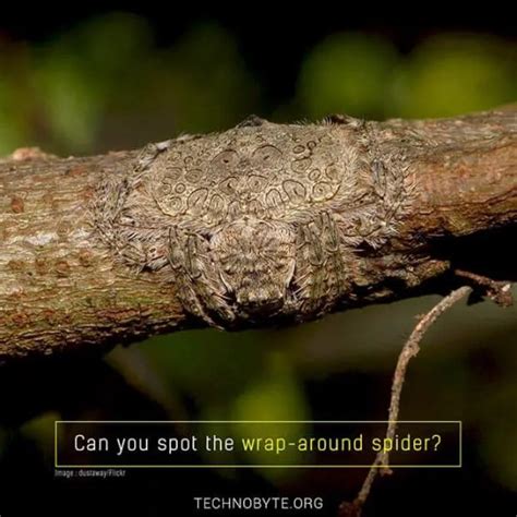 The Wrap Around Spider Camouflage Features And Faqs