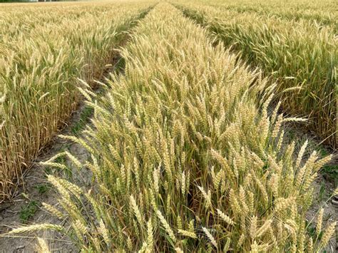 A Midwest Tour Of Innovative Farmers Direct Driller