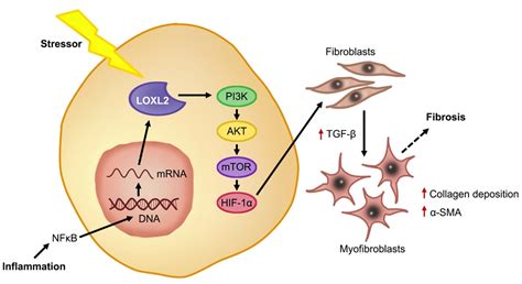 Lysyl Oxidase Like 2 Encyclopedia Mdpi