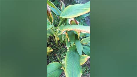 Assafrão Short Comenta E Se Inscreva Youtube