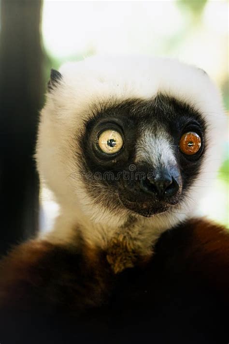 Beautiful Lemur Of With Bicolor Eyes Stock Image Image Of Snout