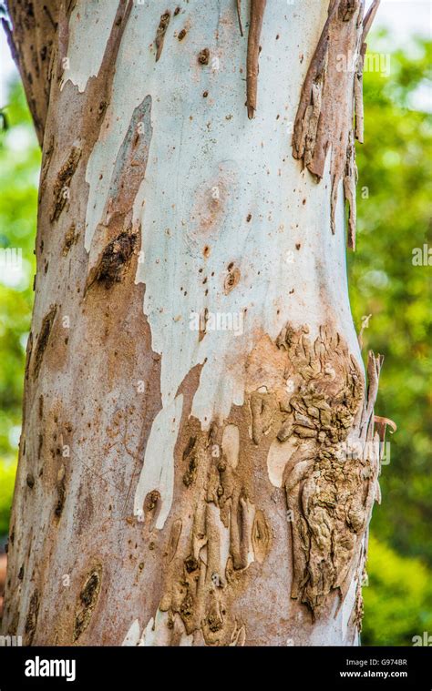 Close Up Of A Pale Brown And White Bark Eucalyptus Tree Sydney