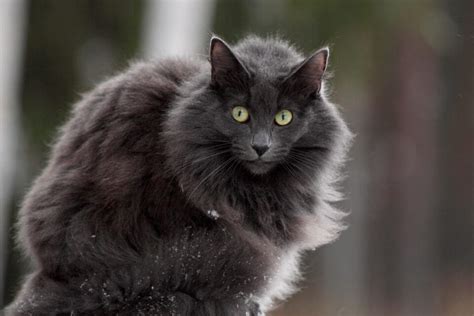Black Norwegian Forest Cat Facts Genetics Pictures And More