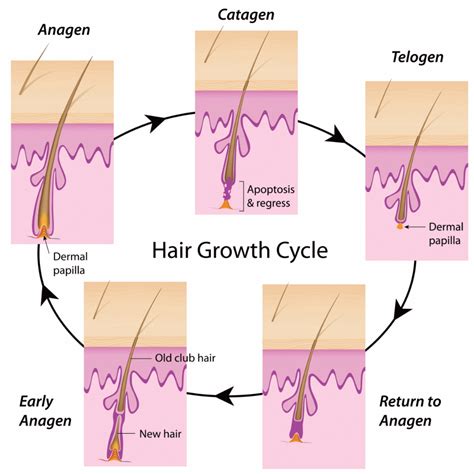 The Three Stages Of The Human Hair Cycle