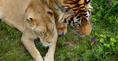 Ni El Tigre Ni El León Son Felinos Y Esta Es La Razón