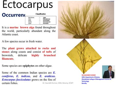 Ectocarpus Pptx
