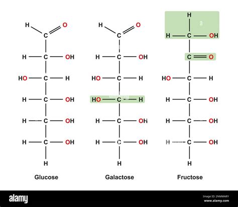 Fructose Linear Structure