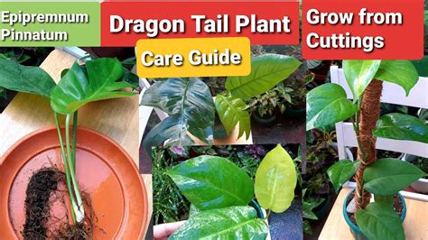 How To Grow Dragon Tail Plant From Cuttings At Katrina Bates Blog