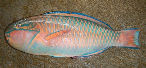 Chlorurus Capistratoides Bleeker 1847 Seatizens