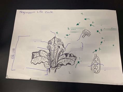 Angiosperm Life Cycle Diagram Quizlet