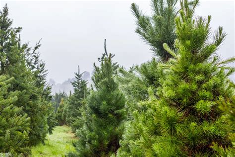 We Cut Down A Real Tree Every Year — Not Just For Tradition But For