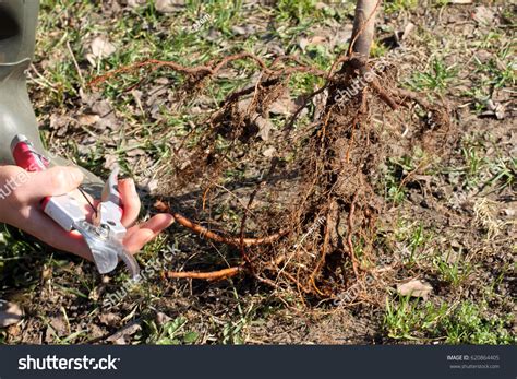 2 943 Root Pruning Images Stock Photos Vectors Shutterstock