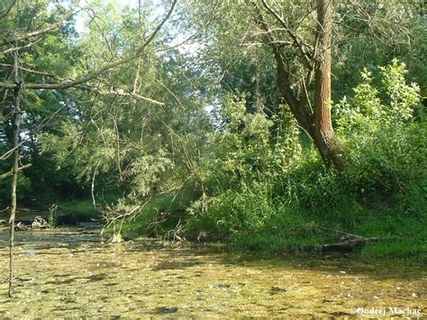 Chrysops Caecutiens Bzikavka Slepoočka Tabanidae Ovádovití
